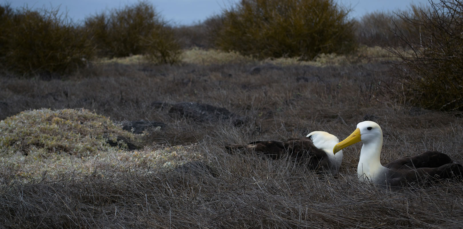 Española Island | Day Tour starting at $250 | Galapagos con ChokoTrip