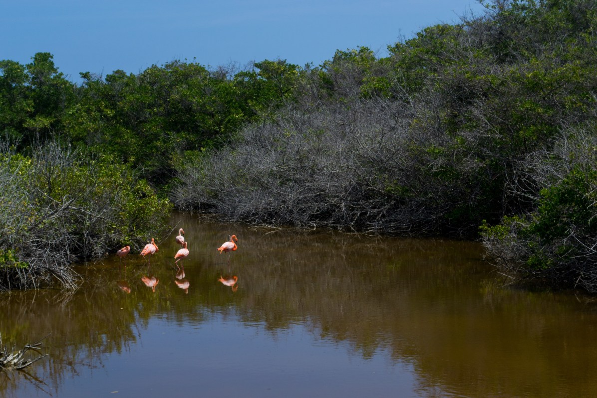Isabela Island Galapagos | Travel Guide | Blogger ChokoTrip